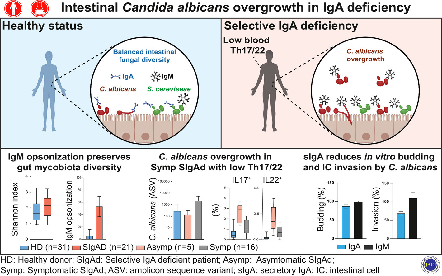 Mycobiota control: the IgA connection
