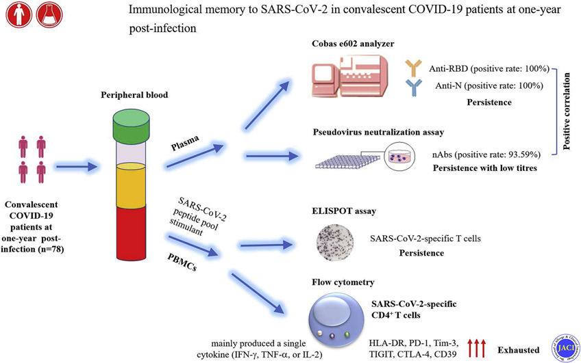 Immunological memory to SARS-CoV-2 after one-year
