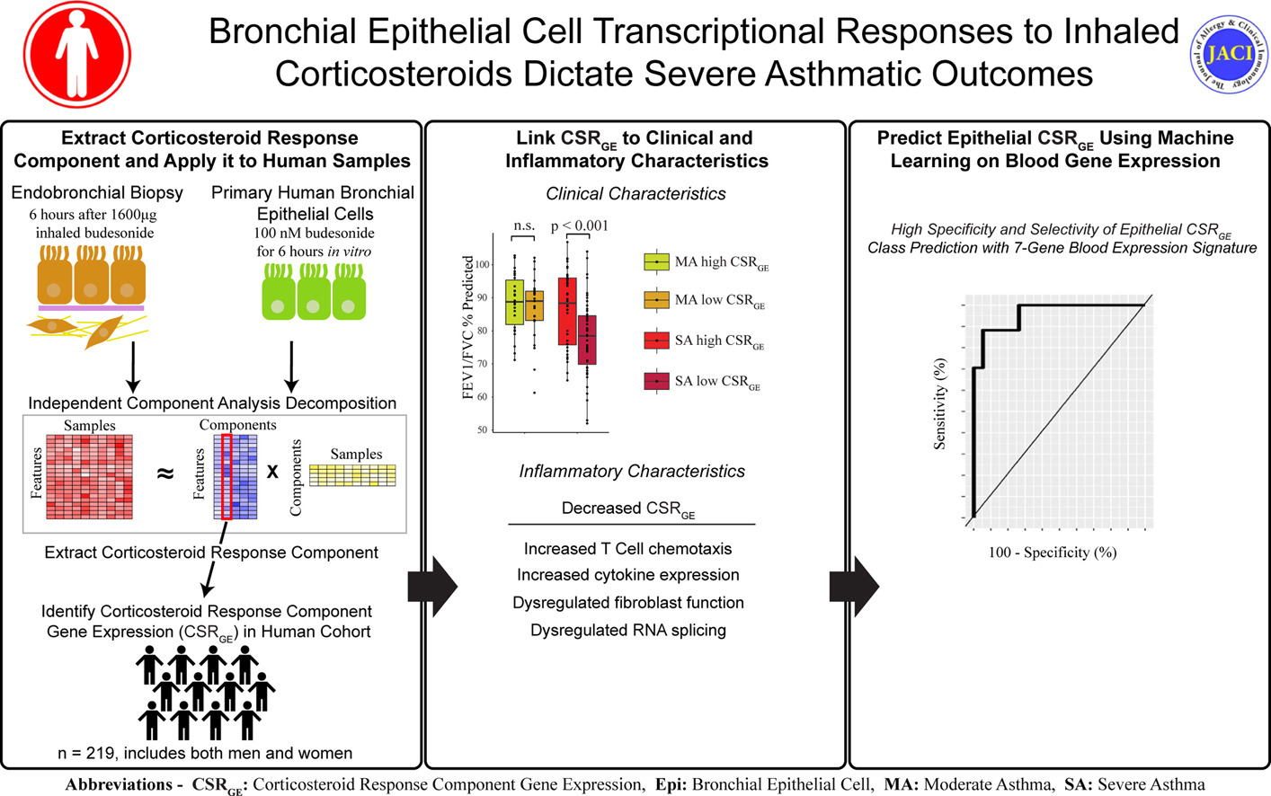 Airway epithelial transcriptional response to corticosteroid