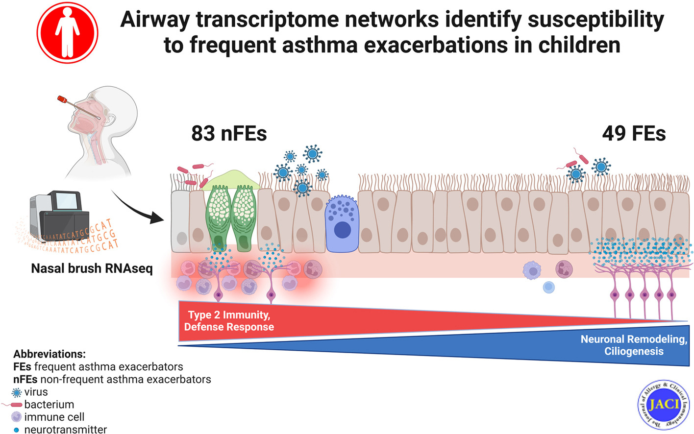 Neuronal remodeling is implicated in asthma exacerbations