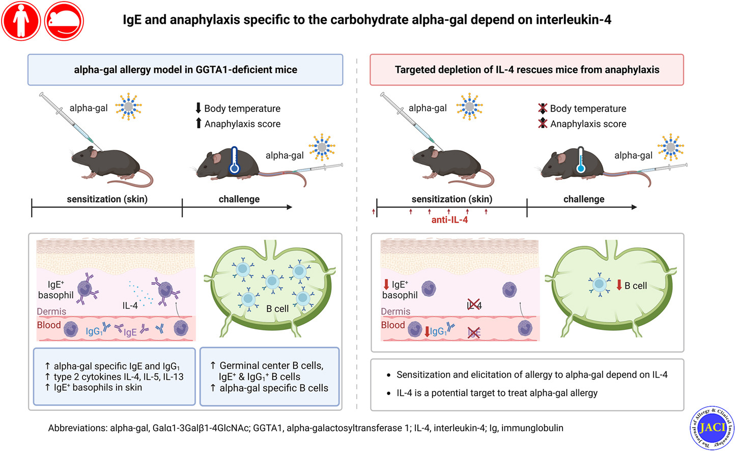 New insights into mechanisms of alpha-gal allergy