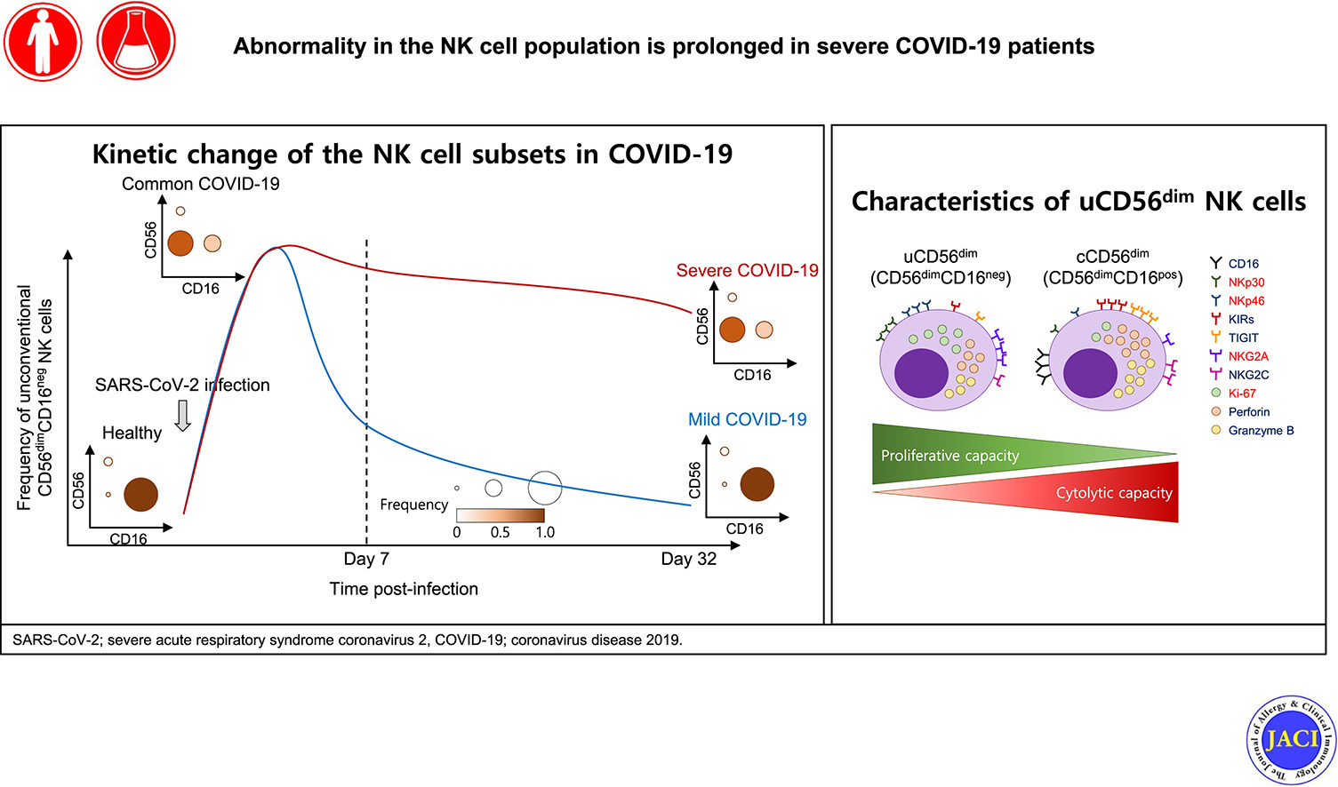 Natural killer cell abnormality in patients with COVID-19